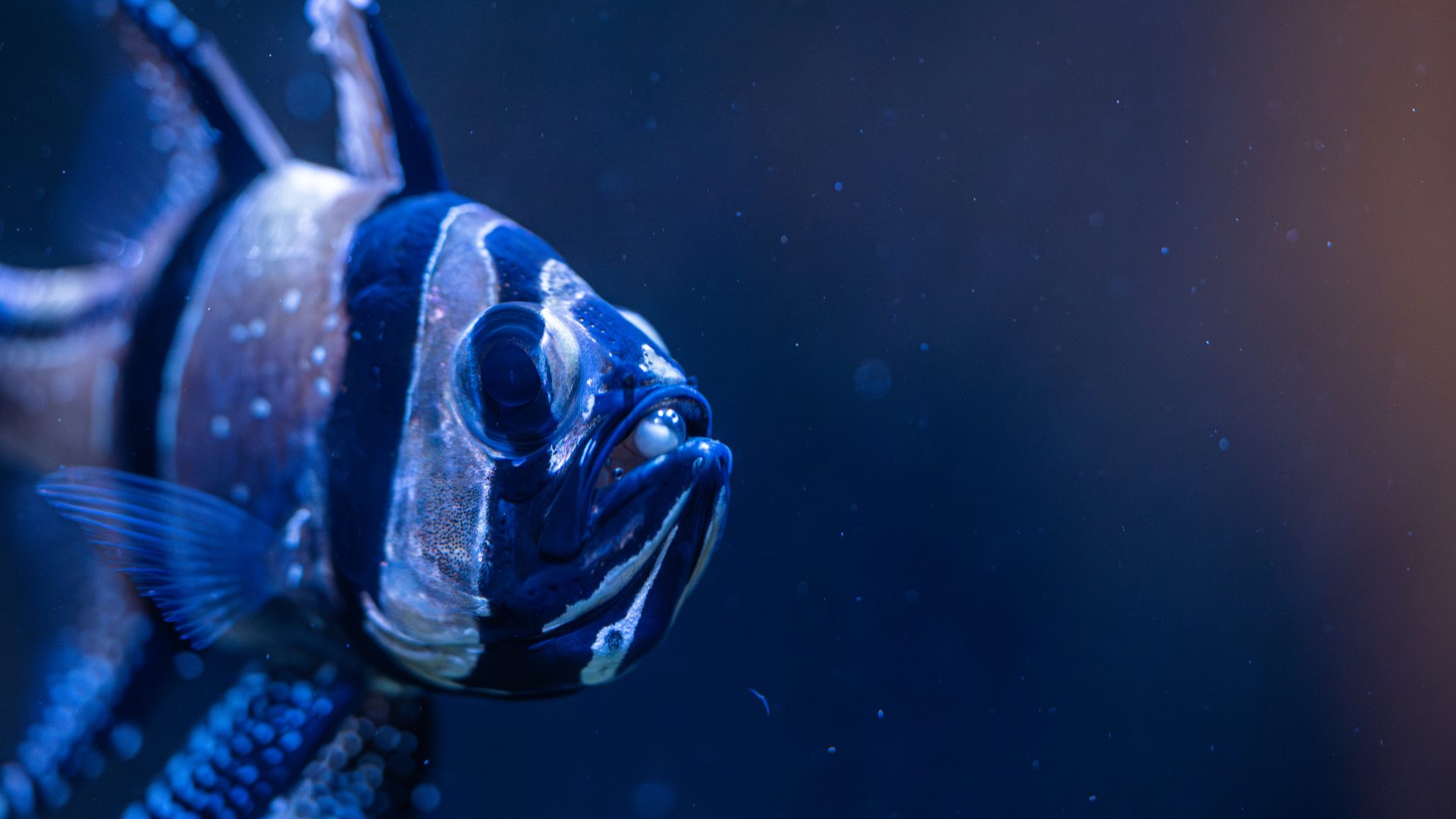 Ocean Discovery Ranger - Level 1 - Ocean Conservation Trust