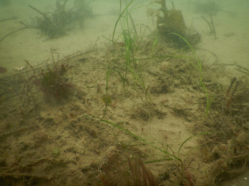 Restoration efforts continue in England's largest seagrass planting ...