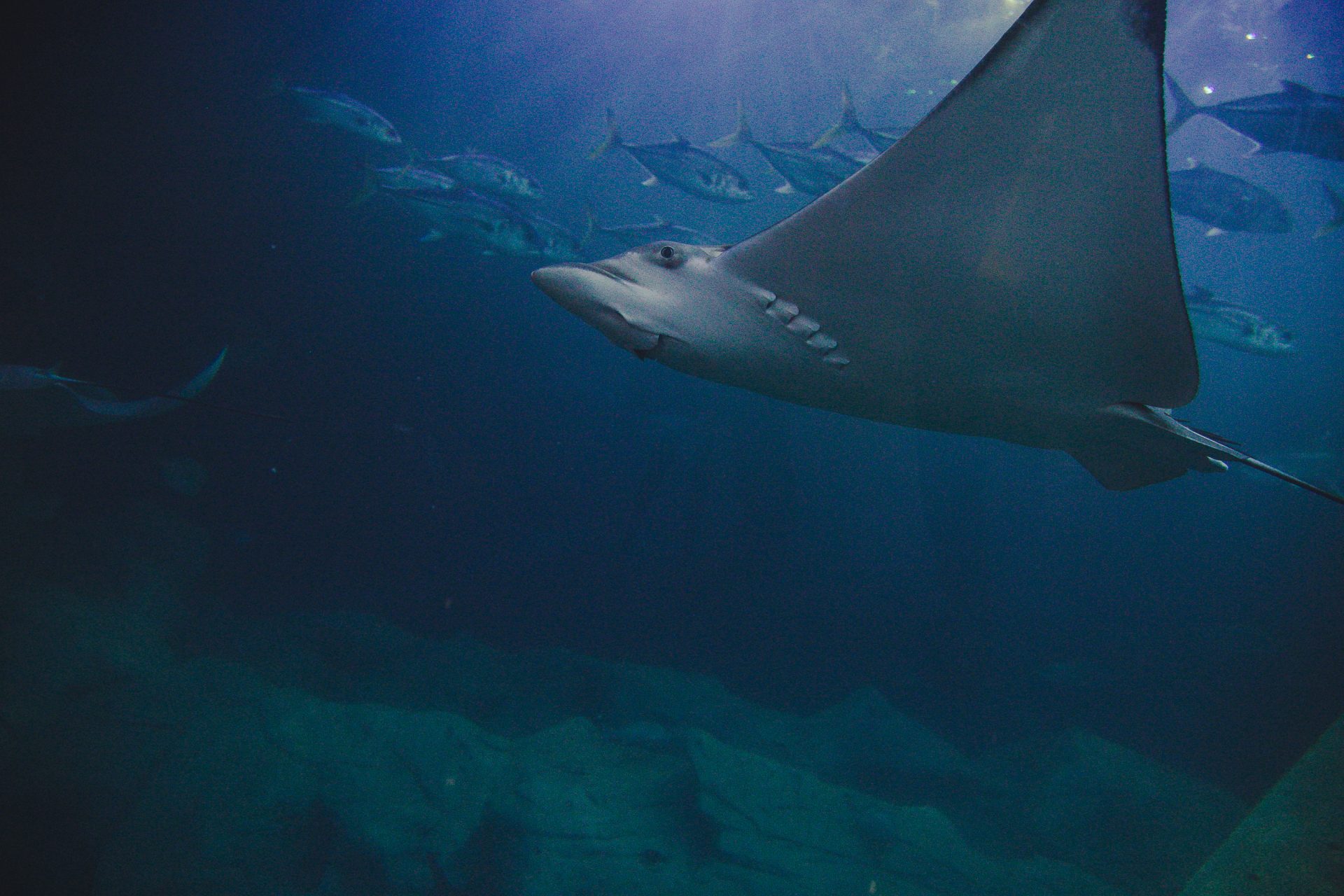 Our Aquarium - Ocean Conservation Trust