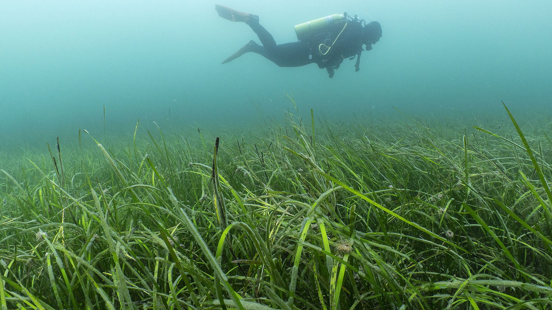 Why is Seagrass important? - Ocean Conservation Trust