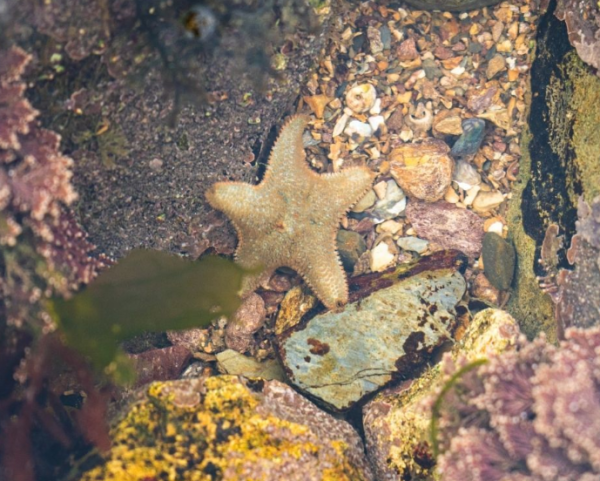 Rockpool Safaris - Ocean Conservation Trust