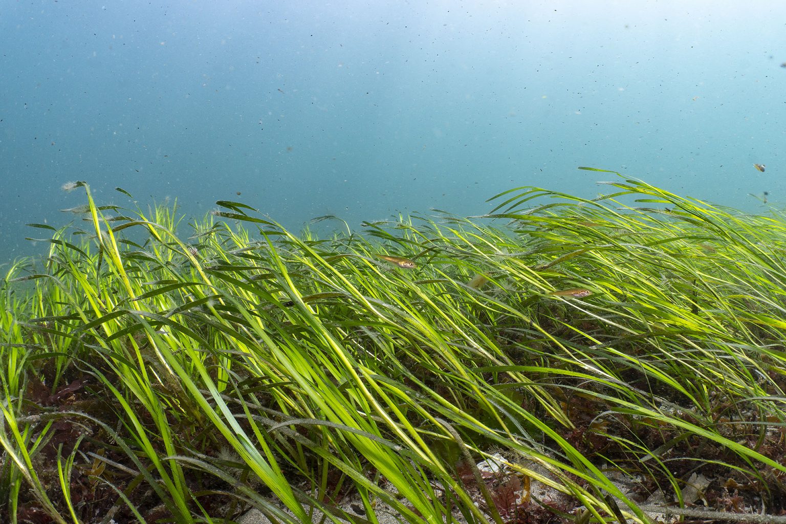Making seagrass visible - Ocean Conservation Trust