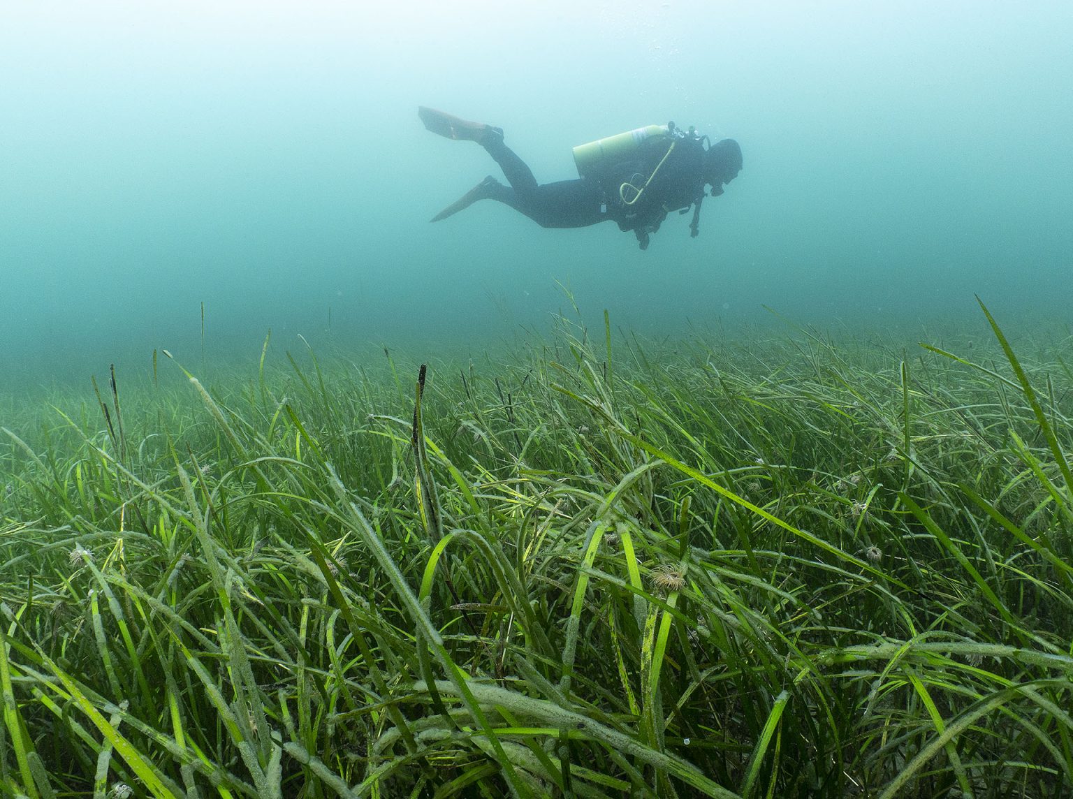 An Ocean Conservation Charity | Ocean Conservation Trust