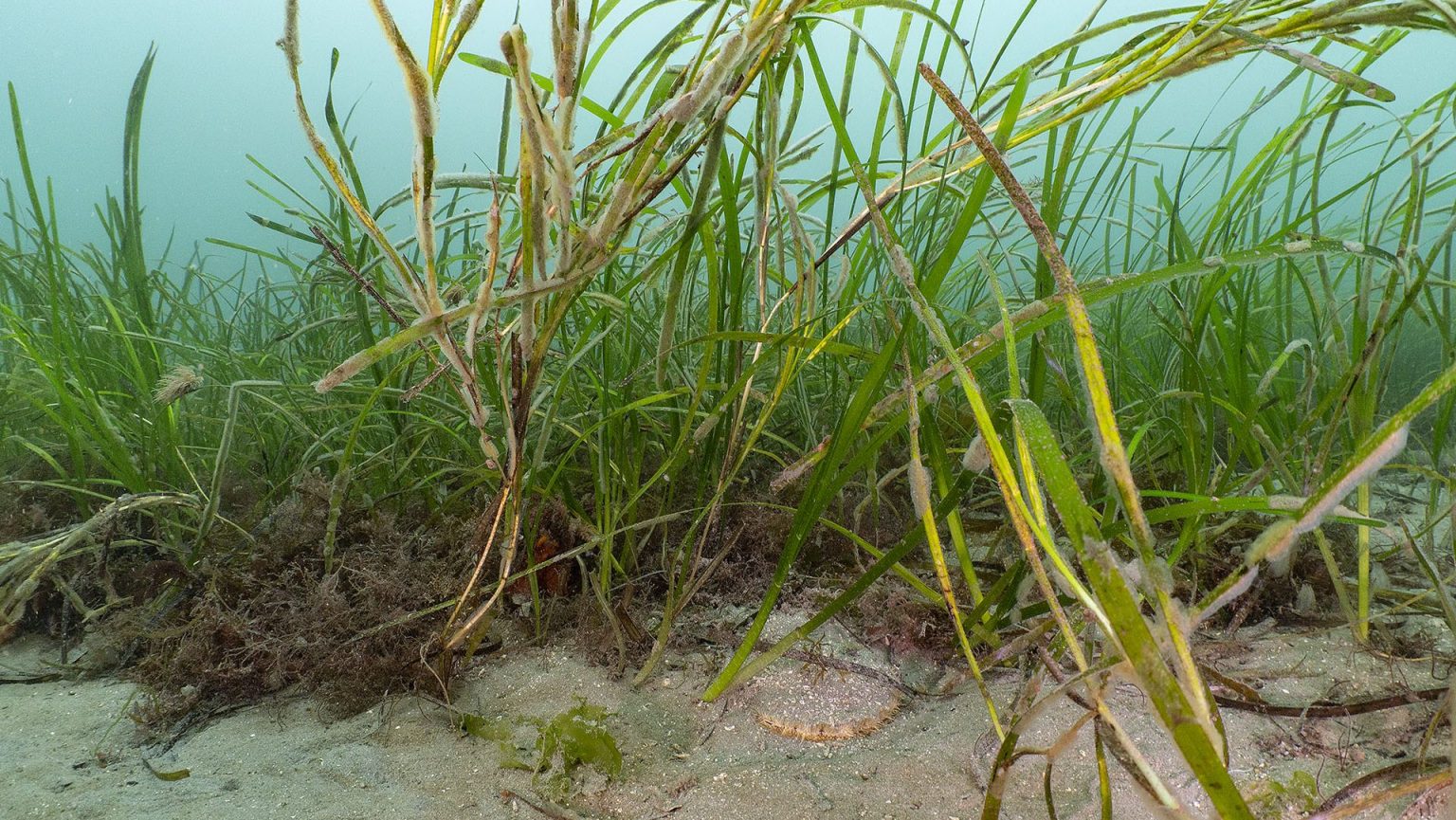 Why is Seagrass important? - Ocean Conservation Trust