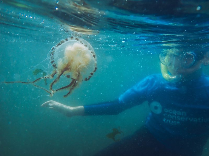 An Ocean Conservation Charity | Ocean Conservation Trust